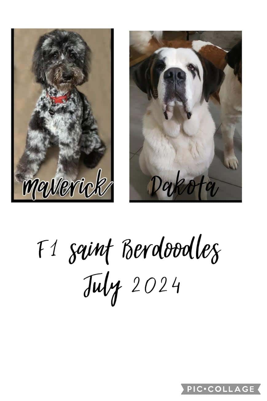 Saint Berdoodles Australia