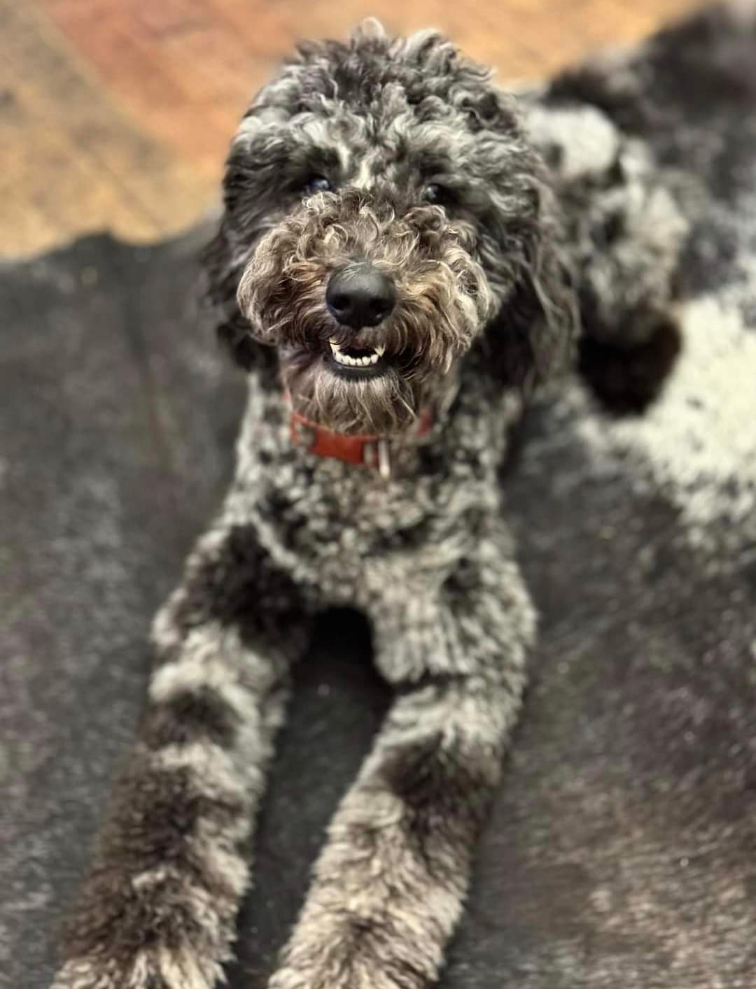 Planned Litters | Saint Berdoodles Australia